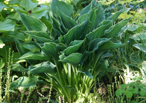Hosta 'Praying Hands' - Thyboesminde Stauder